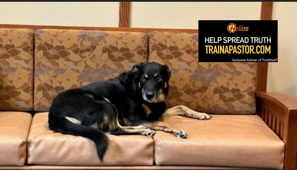 In Michigan, an abused stray mutt, confined to an animal shelter ...